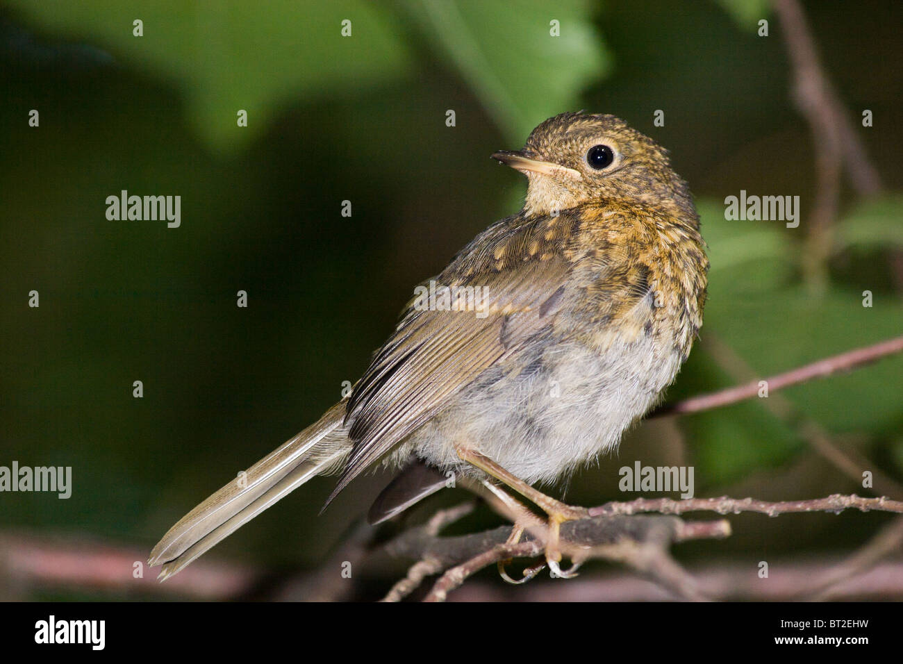 First Flight Fledgling Bird High Resolution Stock Photography and ...