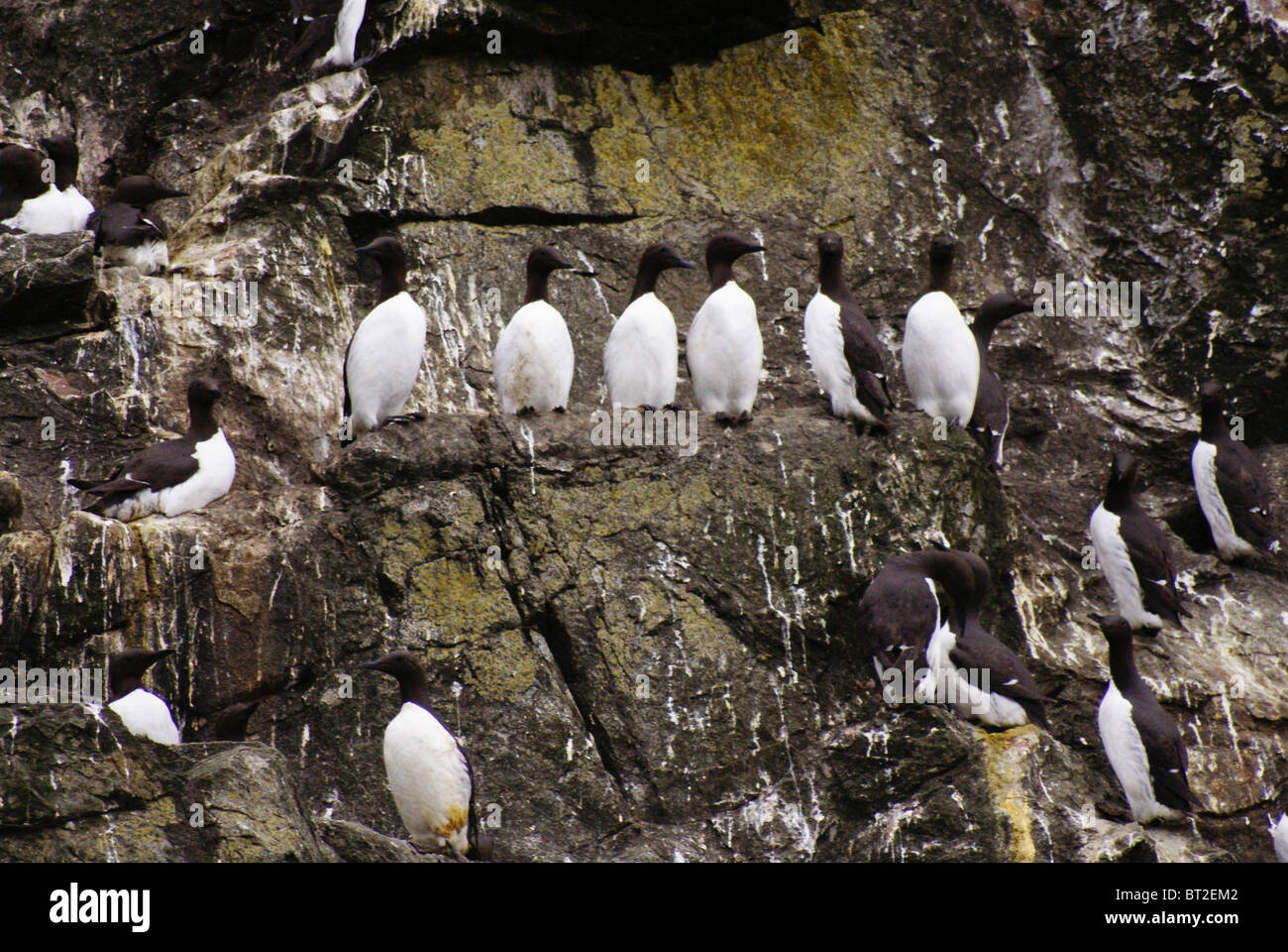 Common mures hi-res stock photography and images - Alamy