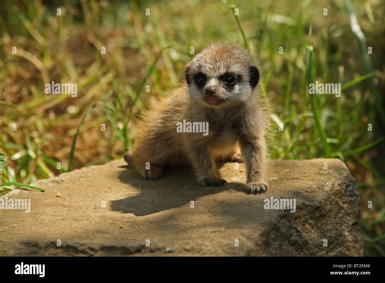 Meerkat (Suricata suricatta) youngster Stock Photo - Alamy