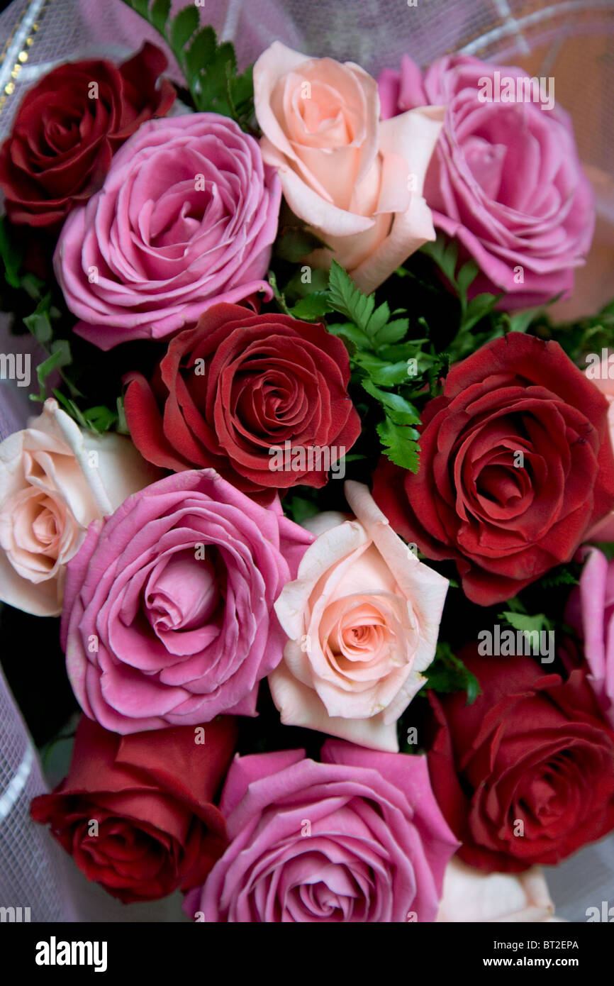 Bunch of red, pink and lilac roses Stock Photo - Alamy