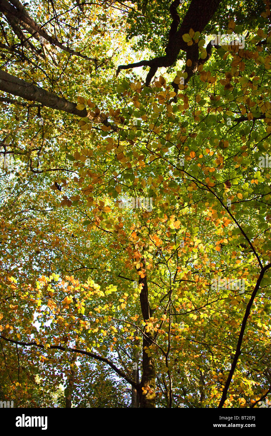 Canopy of autumn leaves hi-res stock photography and images - Alamy