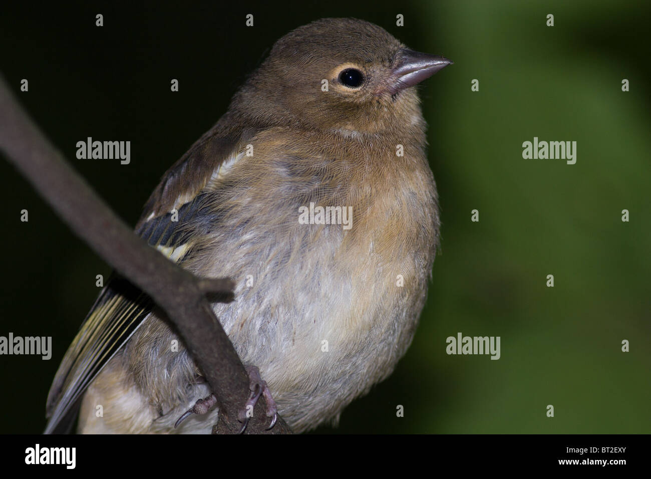 One chaffinch fledgling hi-res stock photography and images - Alamy