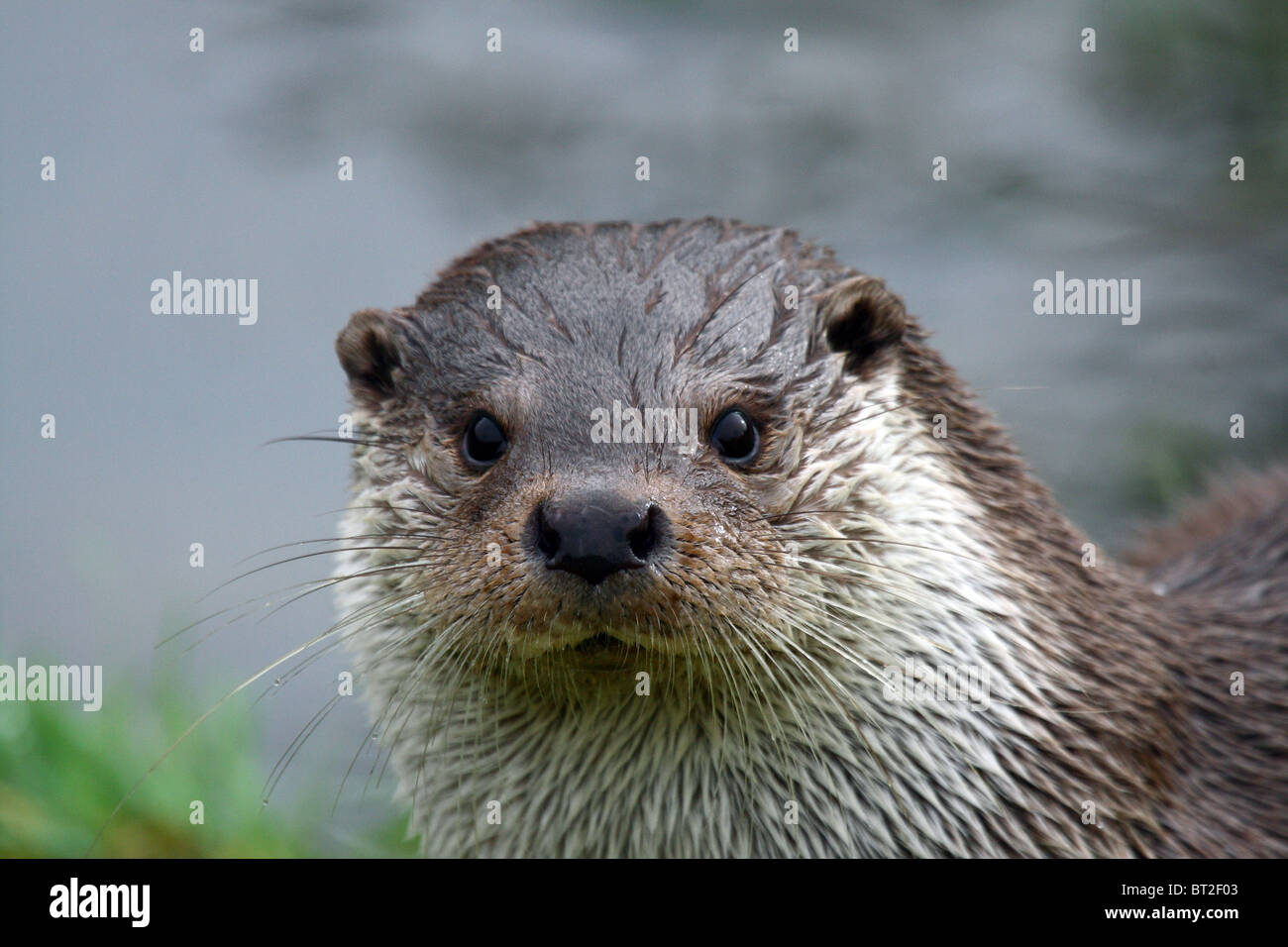 European Otter (Lutra lutra) - aka Eurasian Otter Stock Photo - Alamy