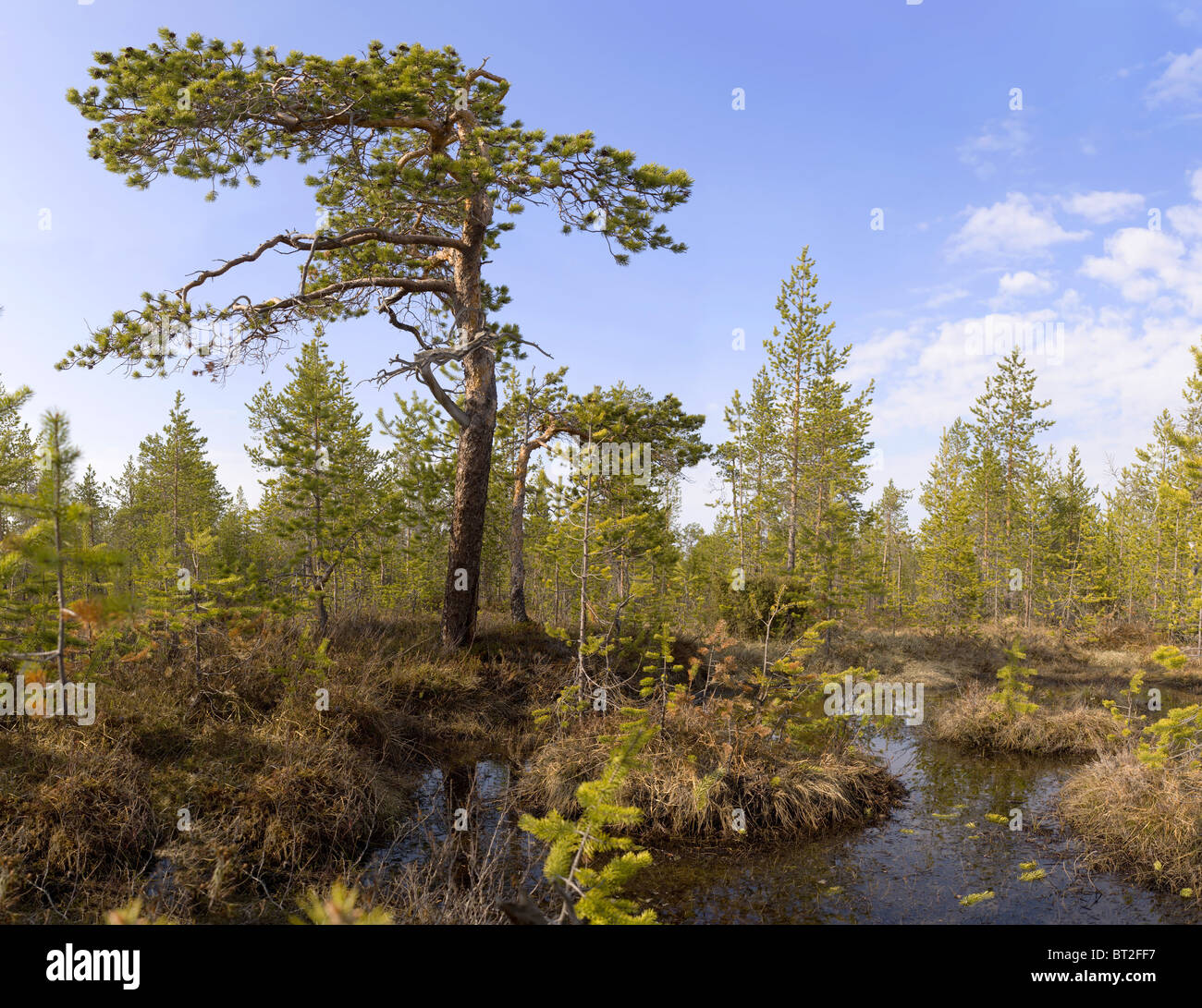 The pine growing among bog (northen country Stock Photo - Alamy