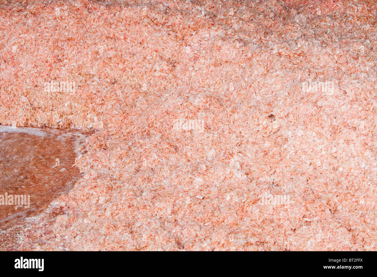 Prawn waste from a fish processing factory in Siglufjordur in northern ...