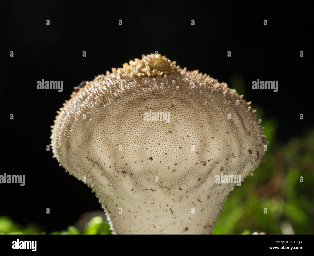Common puffball, Lycoperdon perlatum, mature and ready to release ...
