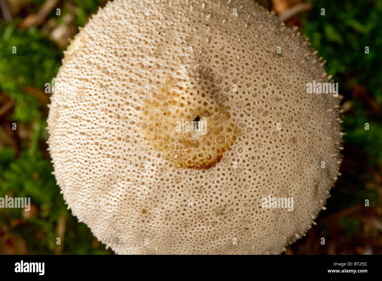 Common puffball, Lycoperdon perlatum, mature and ready to release ...