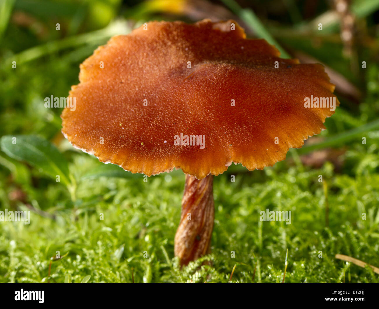 Erebia hi-res stock photography and images - Alamy