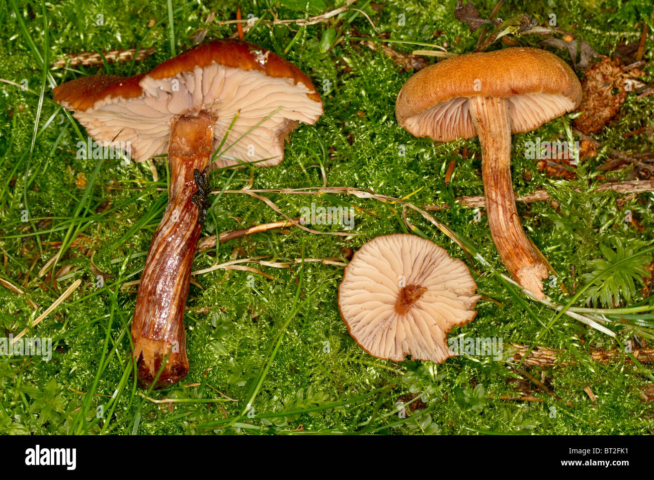 Agrocybe hi-res stock photography and images - Alamy