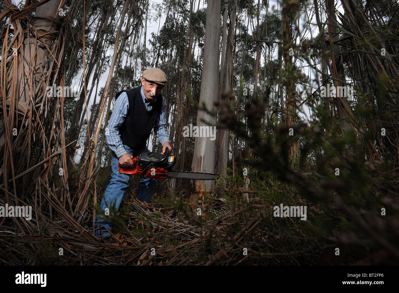 Man cutting down tree chainsaw hi-res stock photography and images - Alamy