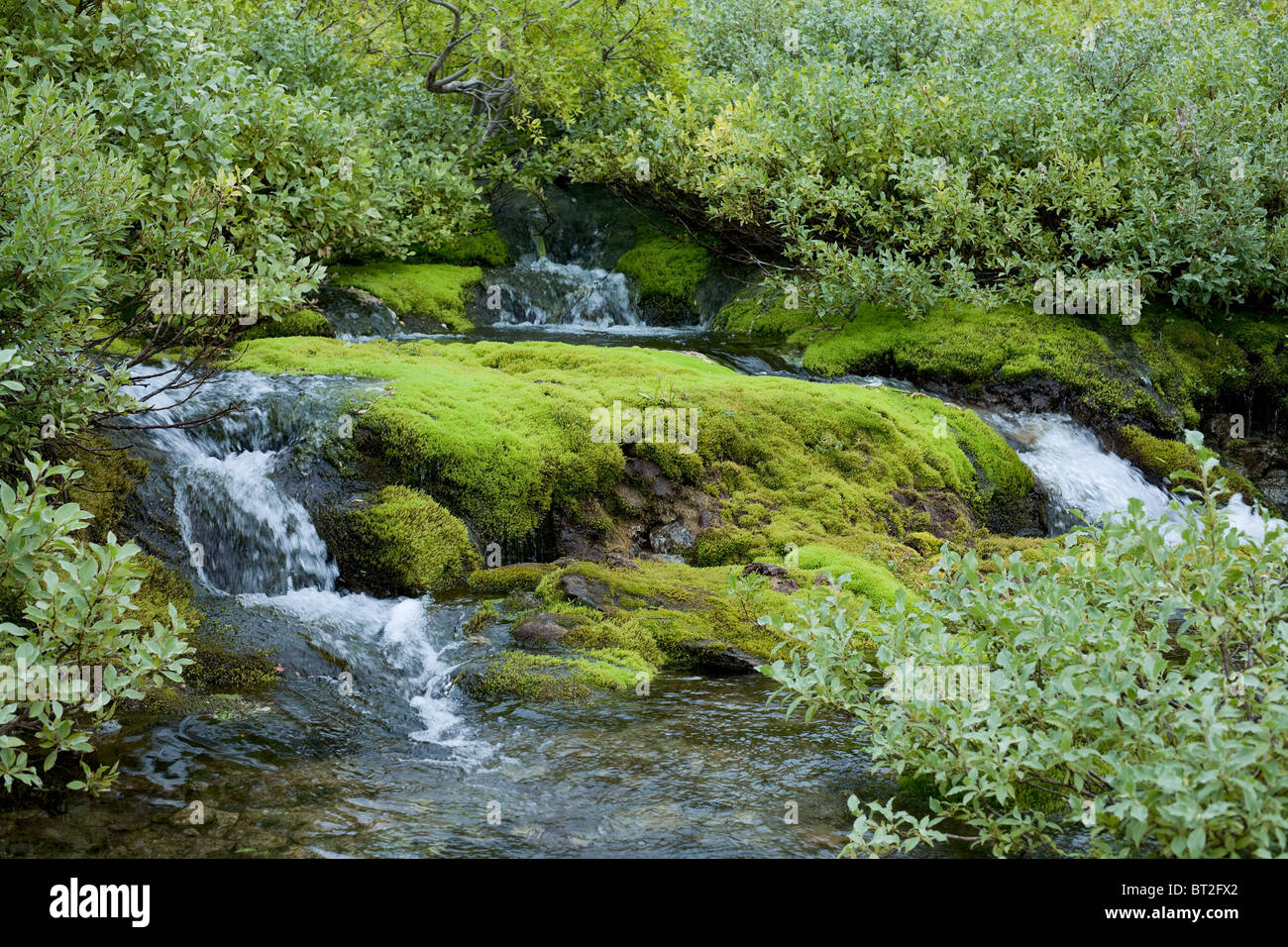 Beautiful fragment of northern damp wood in light green tones Stock ...