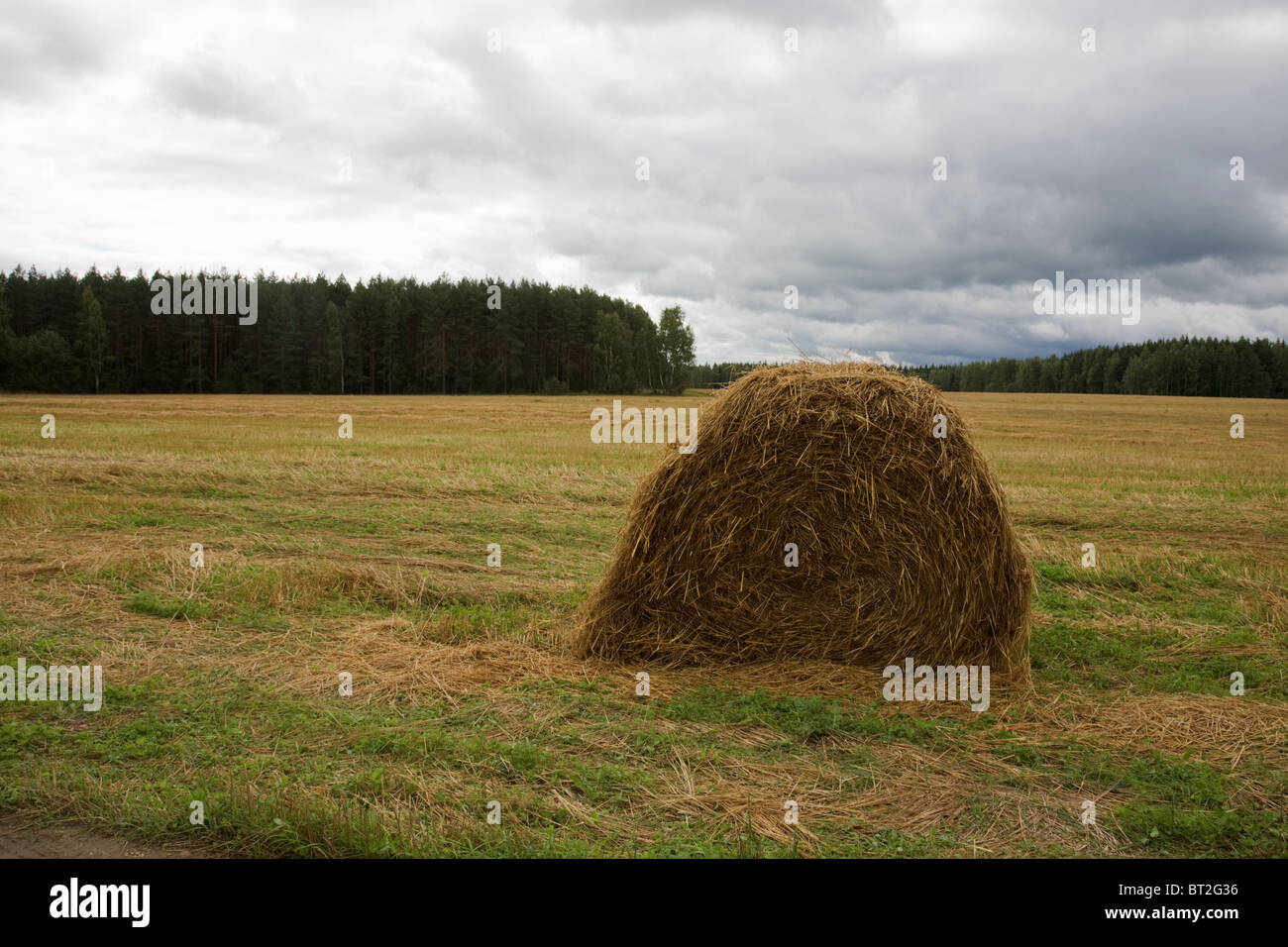 Yellow autumn haystack on the meadow landscape Stock Photo - Alamy