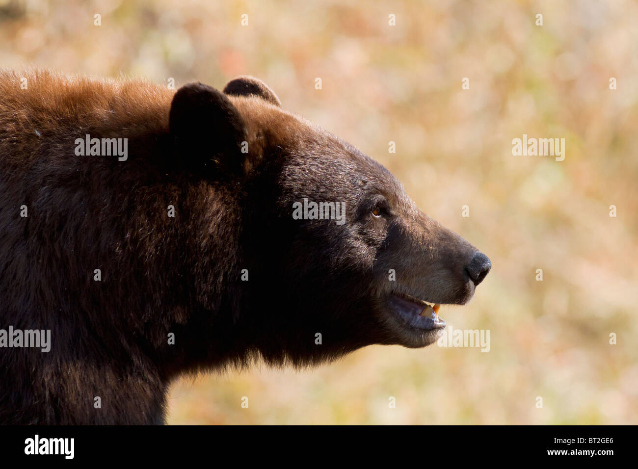 Cinnamon bear hi-res stock photography and images - Alamy