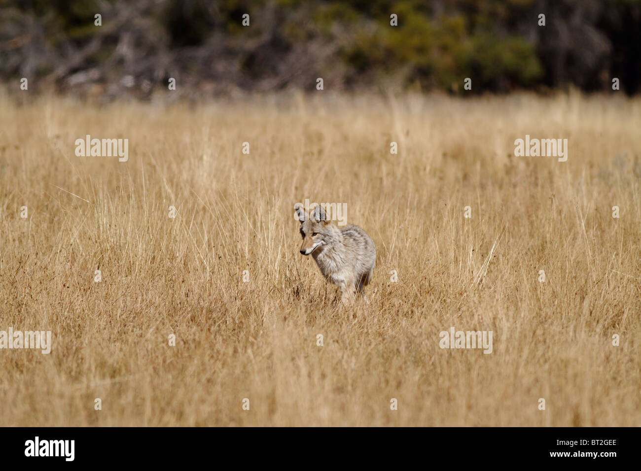 Coyote Hunting High Resolution Stock Photography and Images - Alamy
