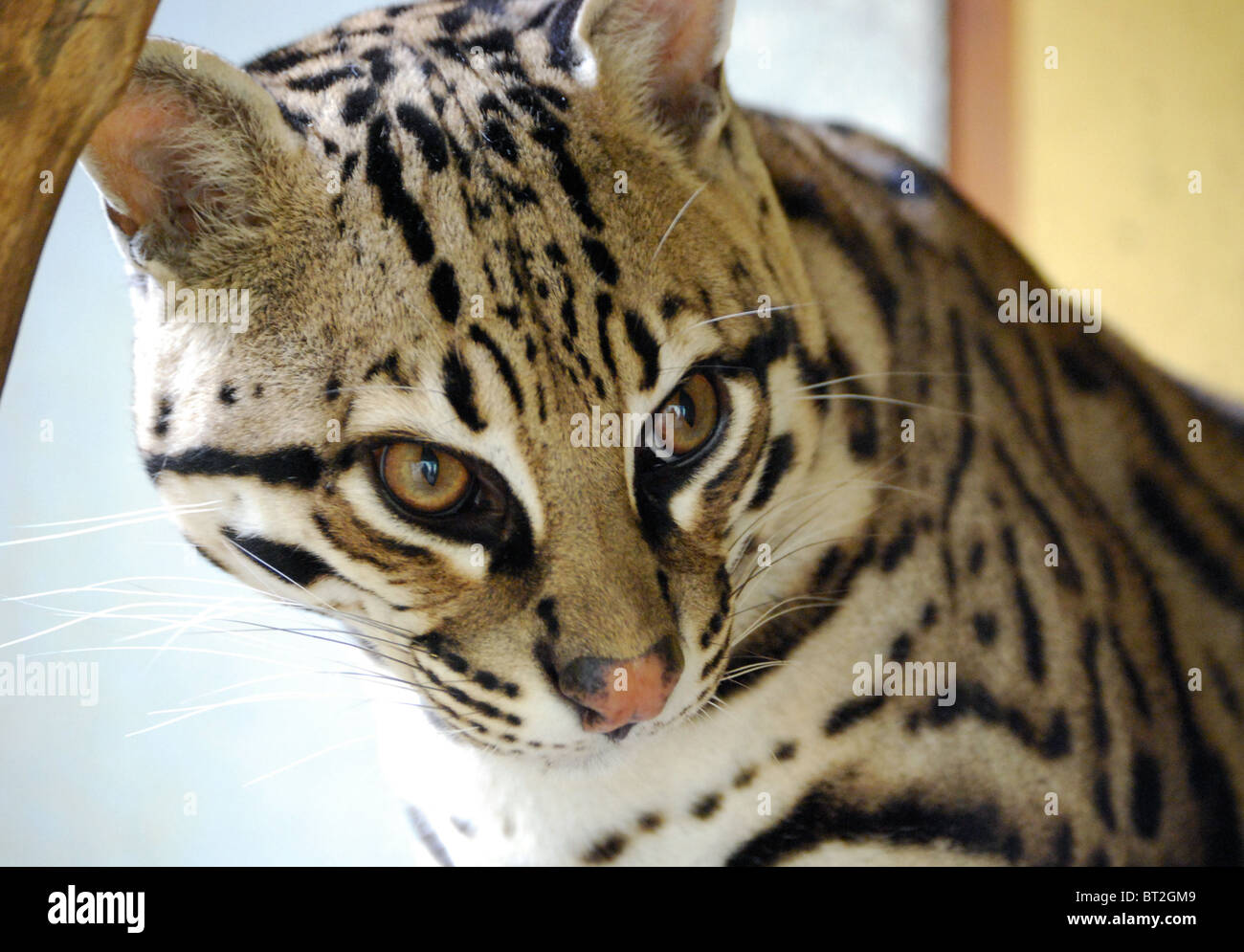 Ocelot hi-res stock photography and images - Alamy