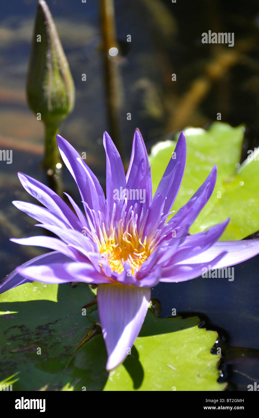 Water lily - Nymphaeaceae Stock Photo - Alamy