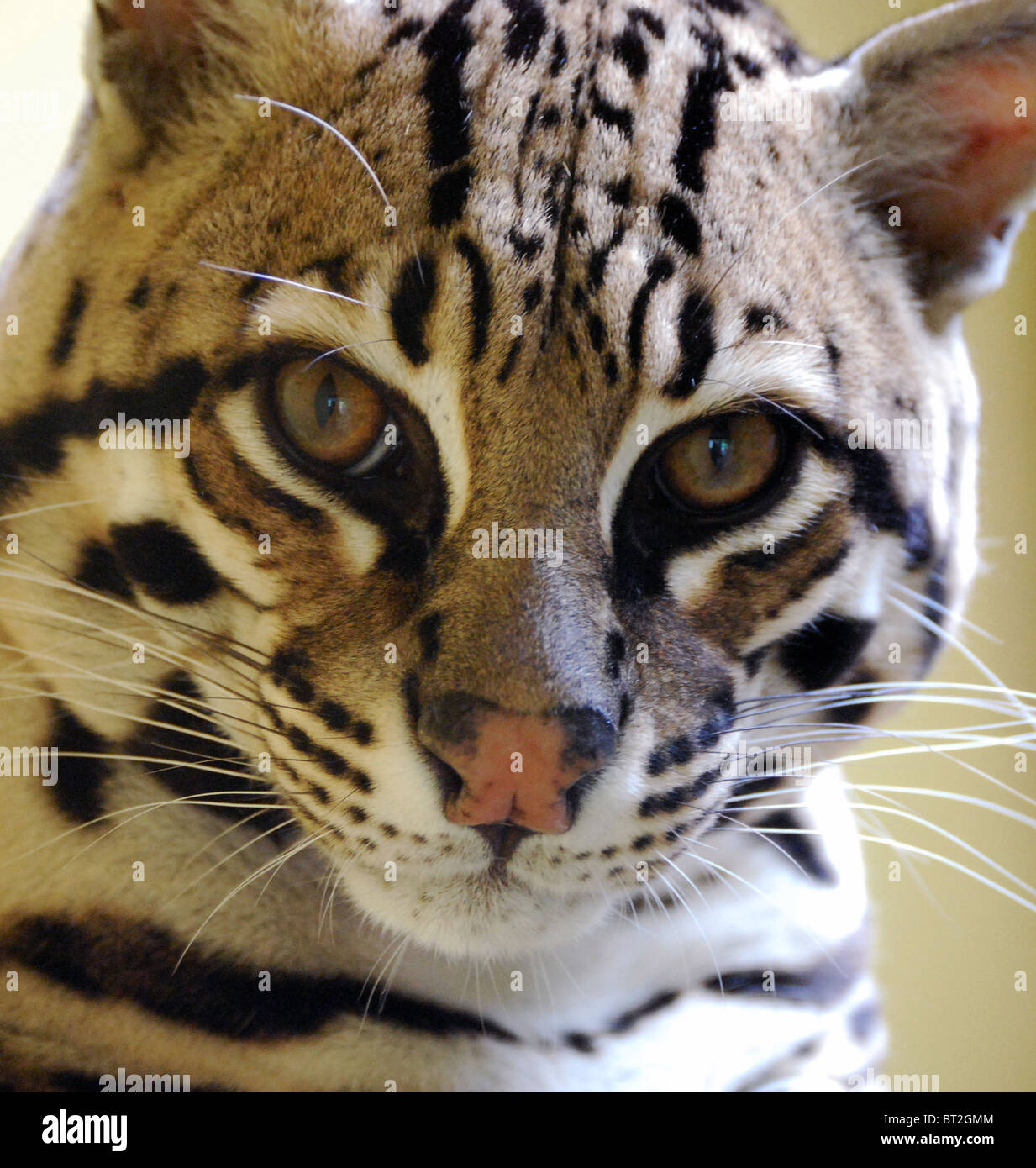 Ocelot looking at camera (close-up Stock Photo - Alamy