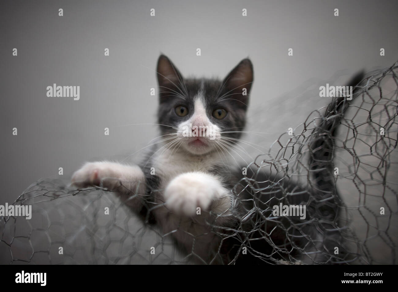 Kitten plays in wire mesh hi-res stock photography and images - Alamy