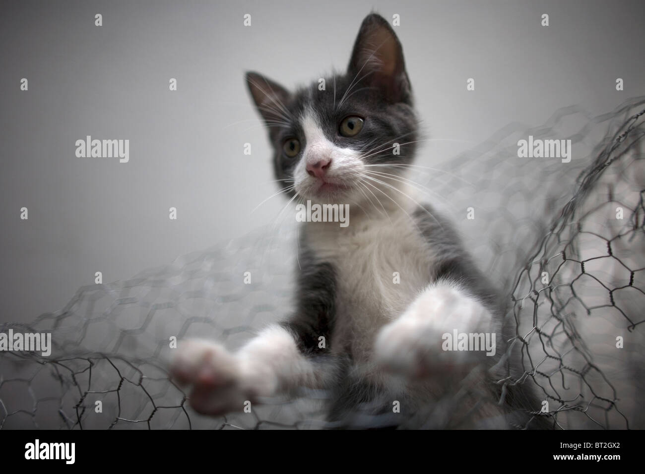 A kitten plays in a wire mesh in Mexico City, October 21, 2009 Stock ...