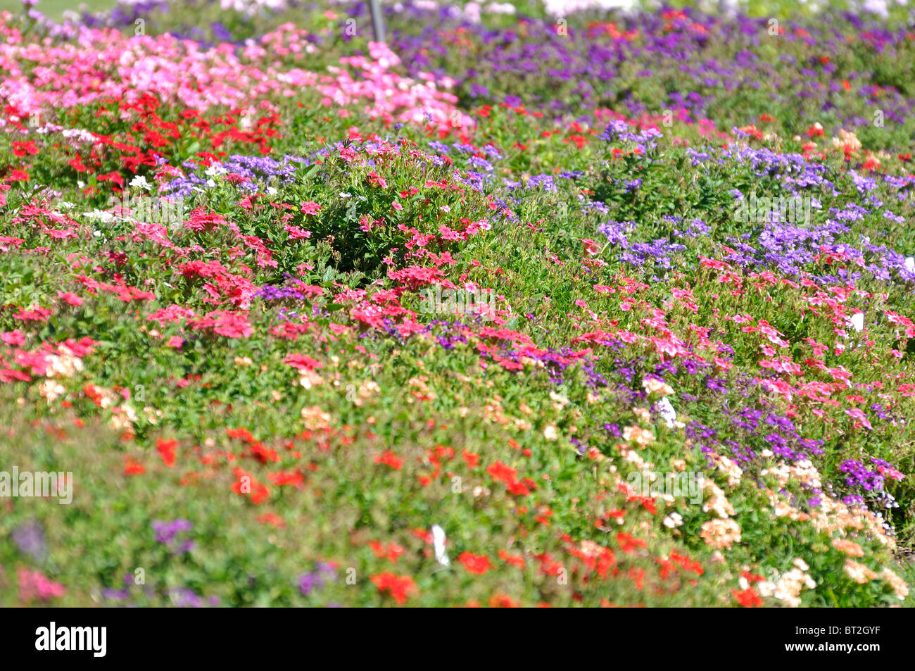 Flowers in Dallas Arboretum, Texas, USA Stock Photo - Alamy