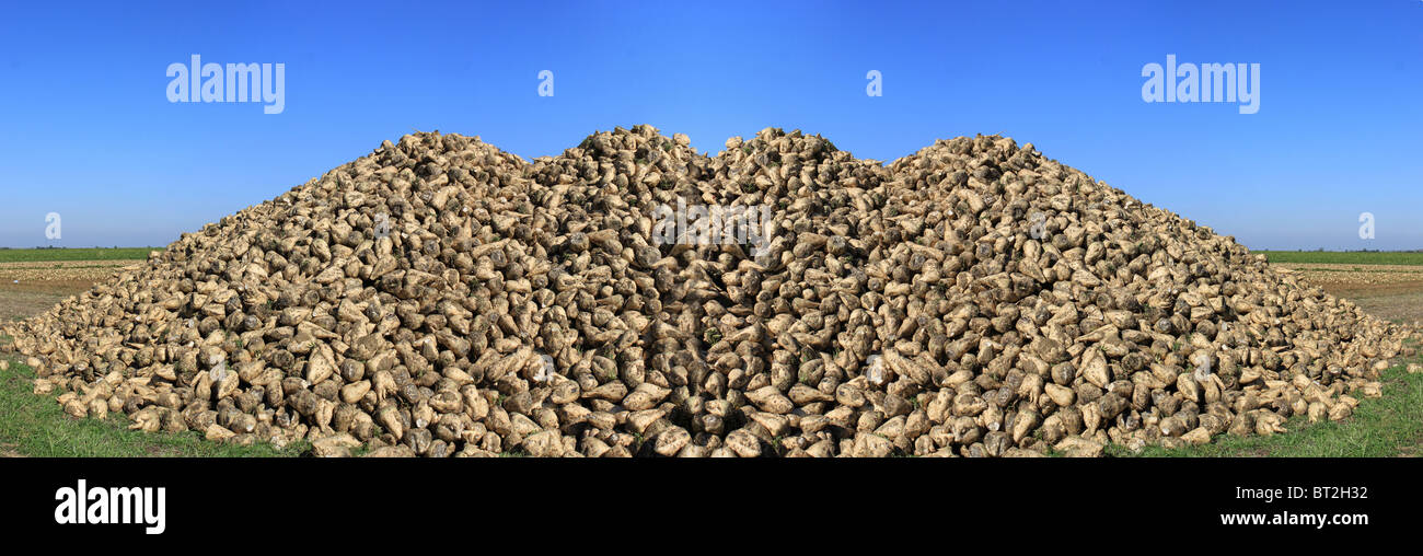 panoramic photograph of a sugar beet field Stock Photo - Alamy