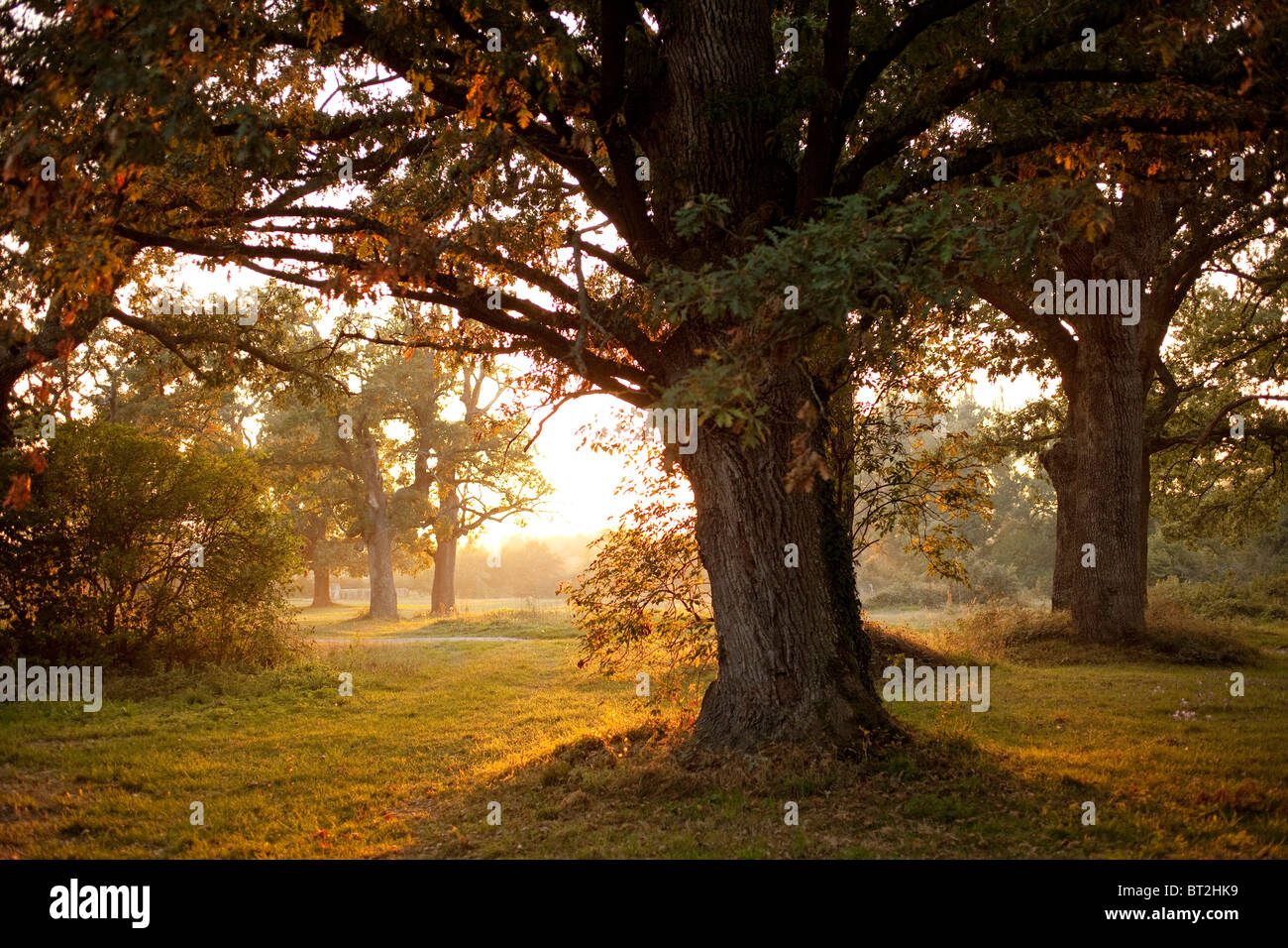 Bosque Al Atardecer Foto Del Bosque Durante El Atardecer · Foto De