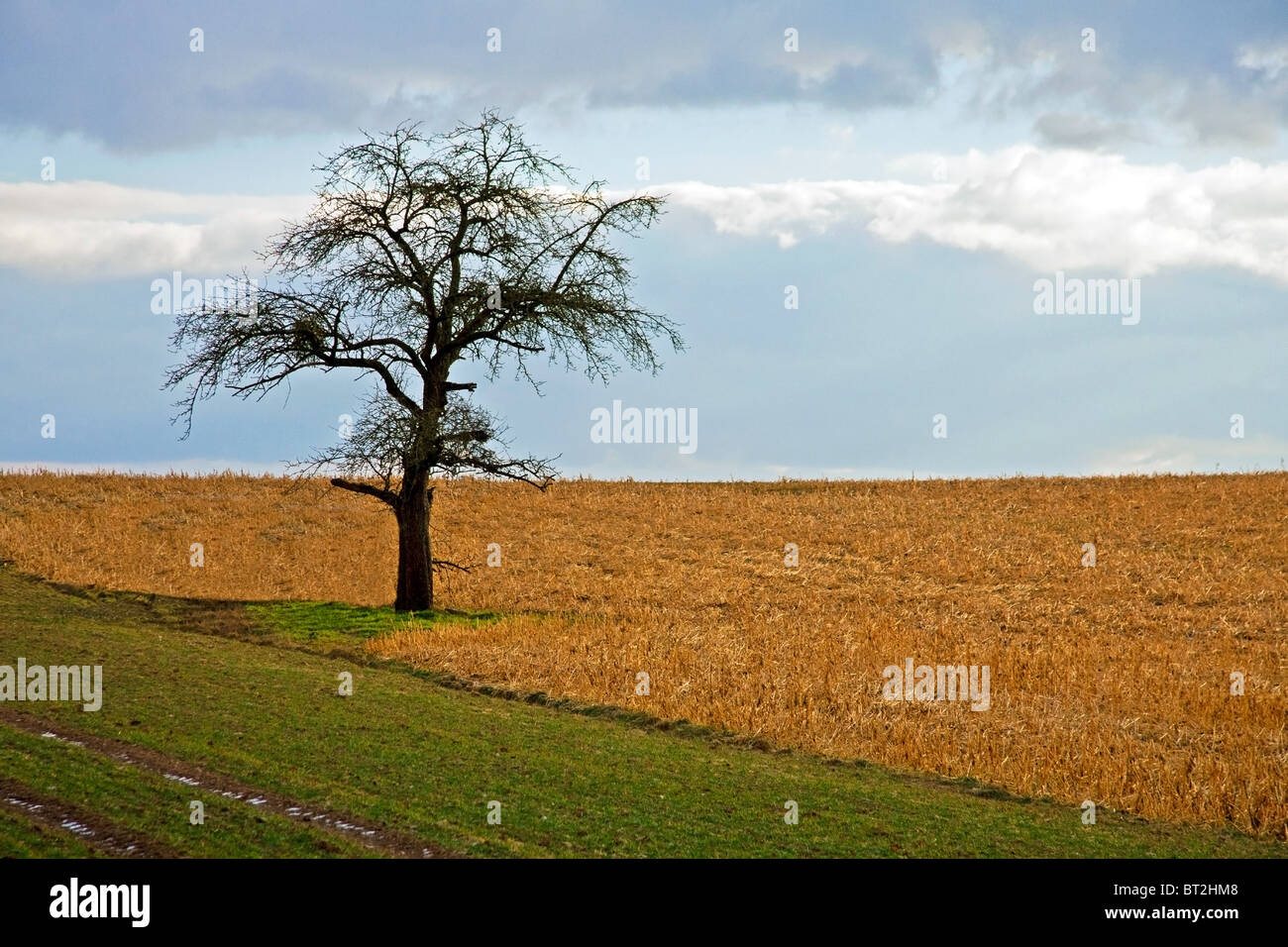 Feld tree hi-res stock photography and images - Alamy