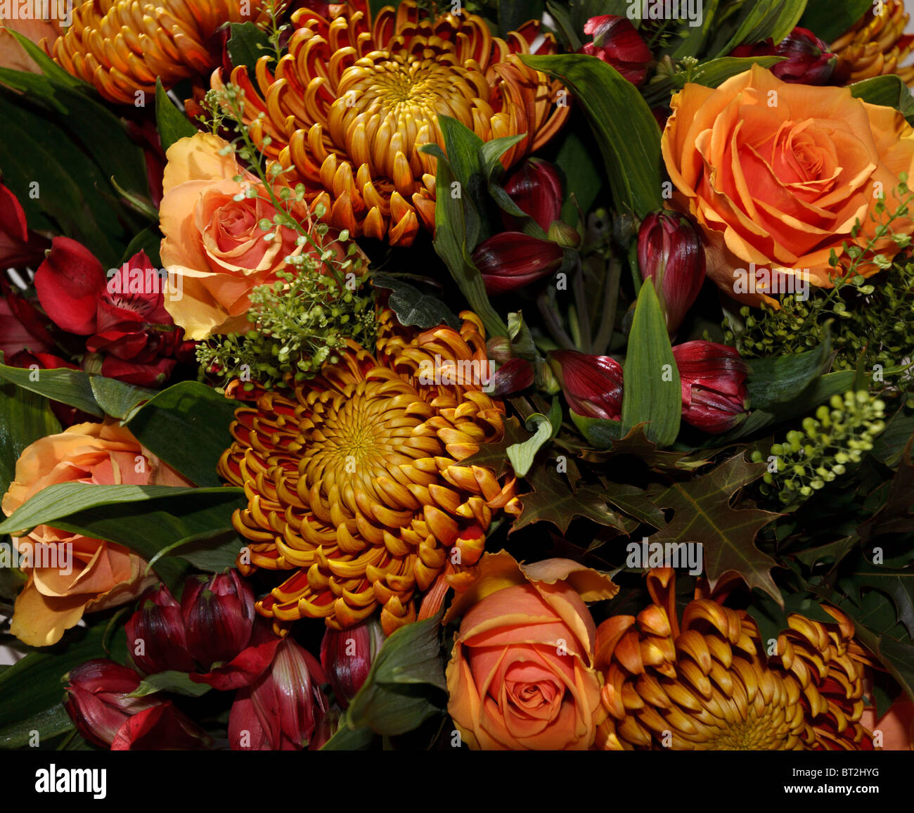 beautiful orange flowers in autumn light Stock Photo - Alamy