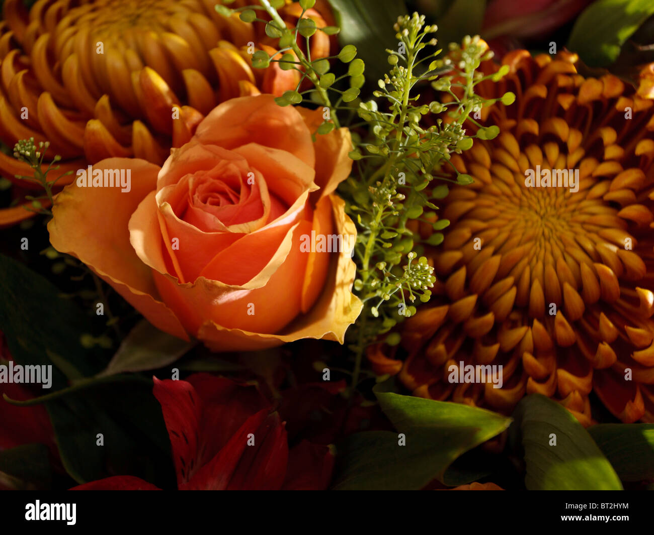 beautiful orange flowers in autumn light Stock Photo - Alamy