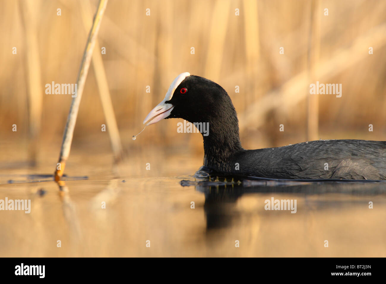 European coot fulica atra hi-res stock photography and images - Alamy