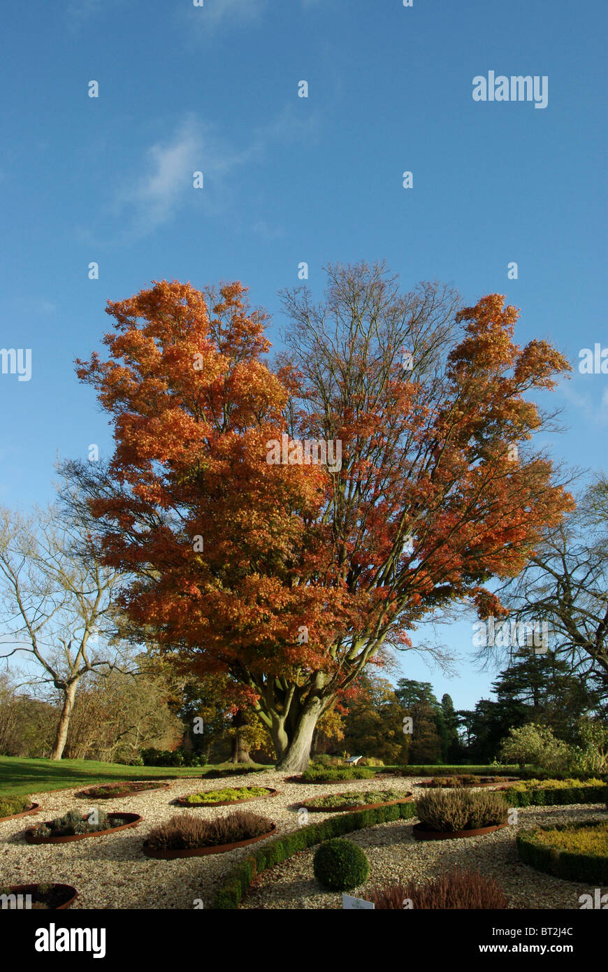 Tree with autumn colour hi-res stock photography and images - Alamy