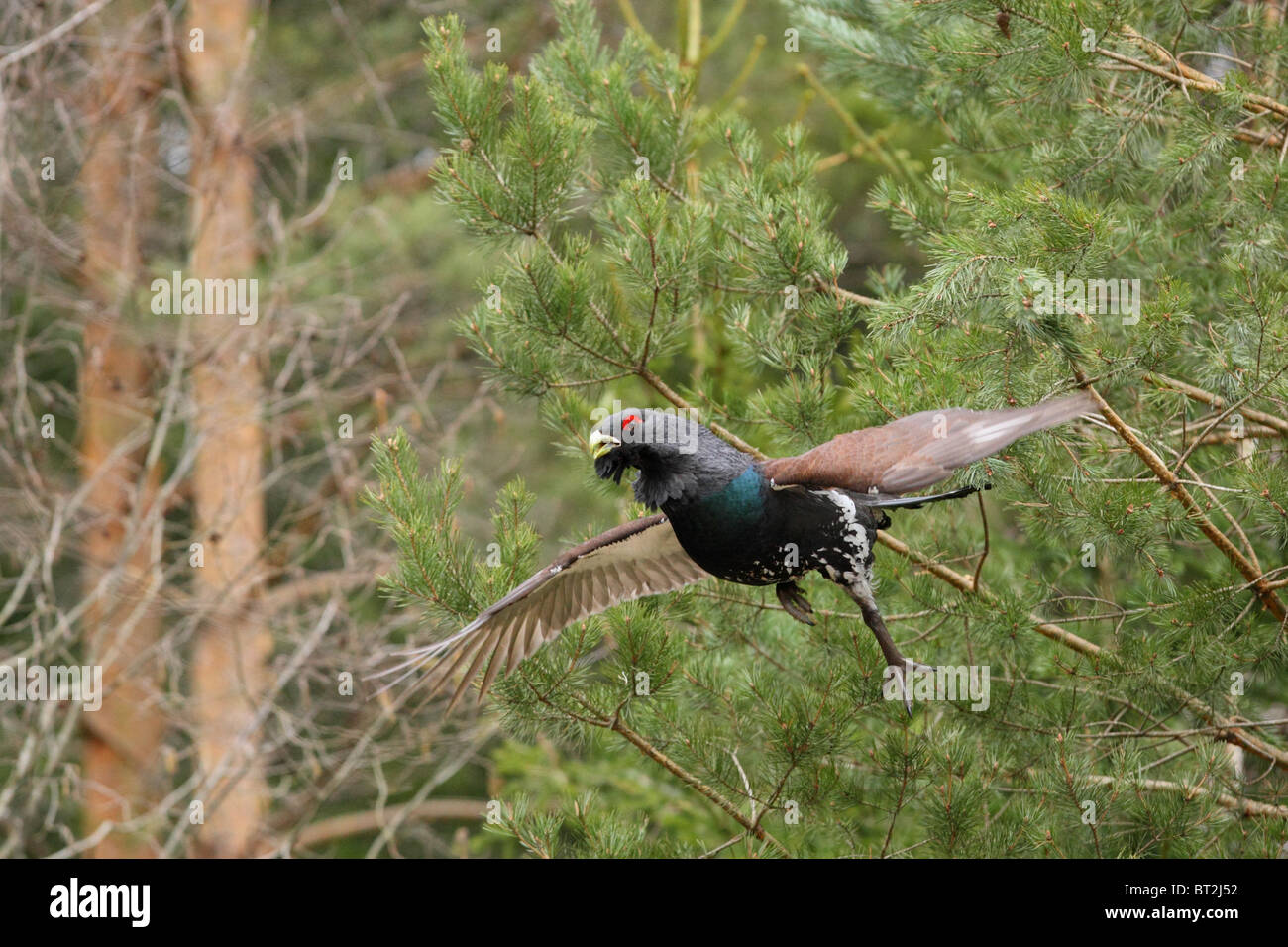 Wild Capercaillie {Tetrao urogallus} in flight. April Stock Photo - Alamy