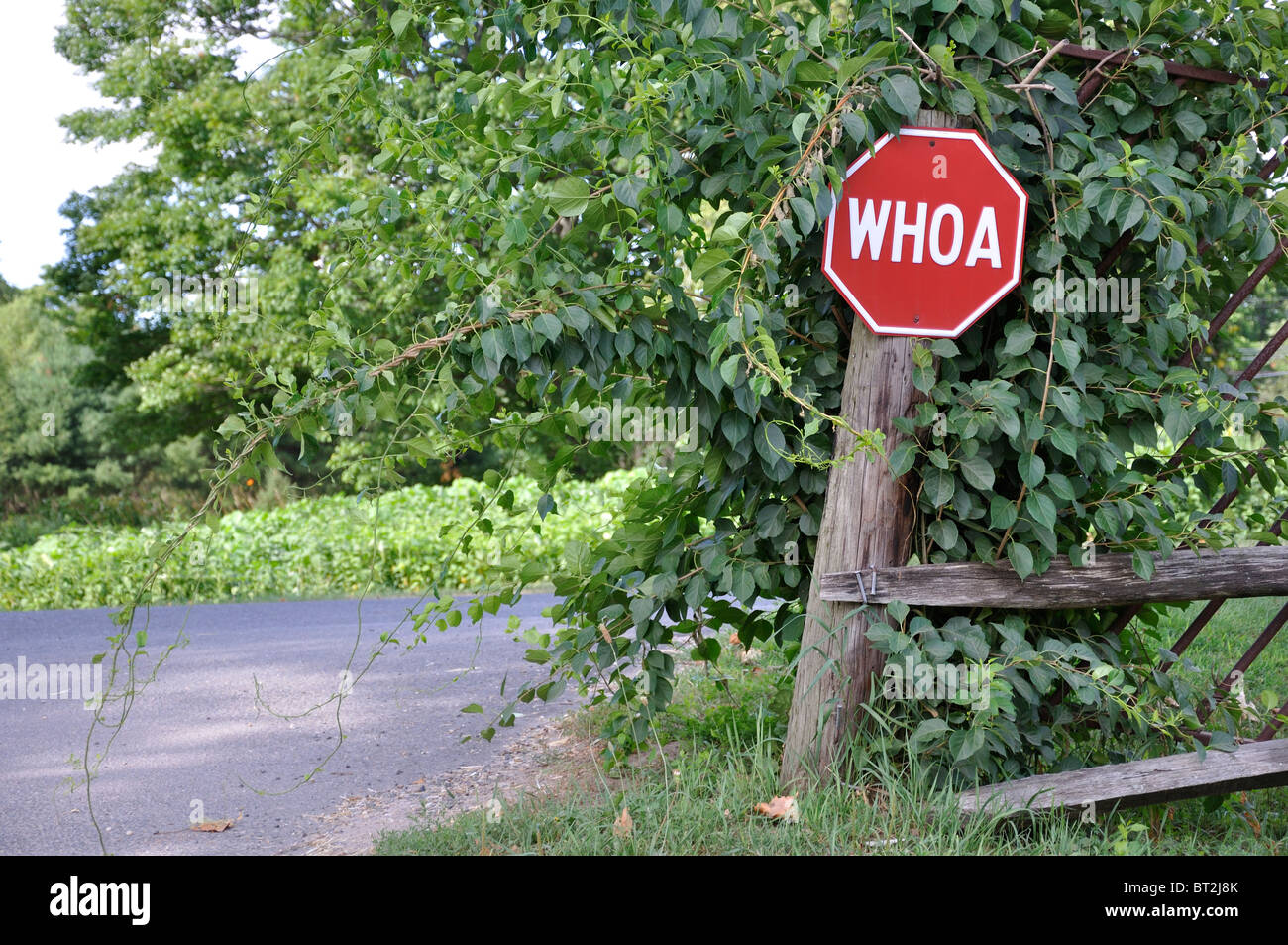 WHOA stop sign in rural New England, Connecticut, USA Stock Photo - Alamy