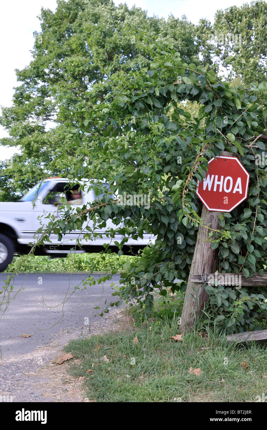 WHOA stop sign in rural New England, Connecticut, USA Stock Photo - Alamy
