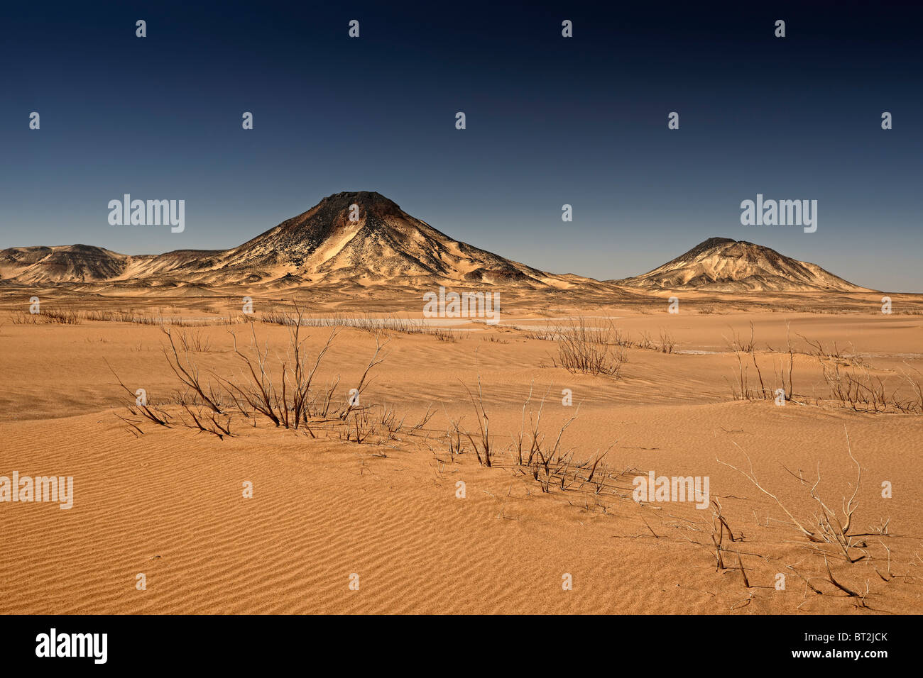dry branches in black desert, western desert, Egypt, Arabia, Africa ...