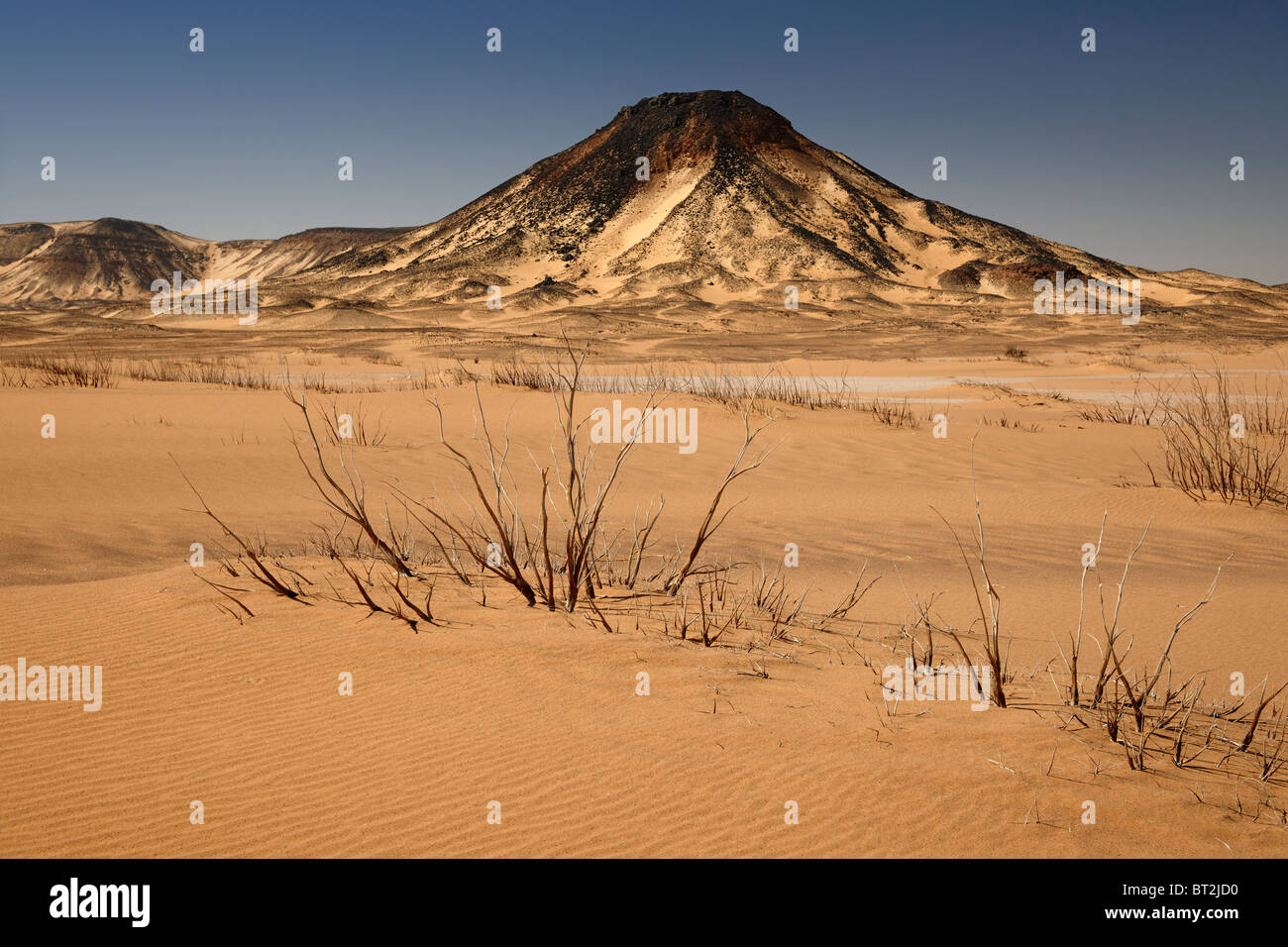 dry branches in black desert, western desert, Egypt, Arabia, Africa ...