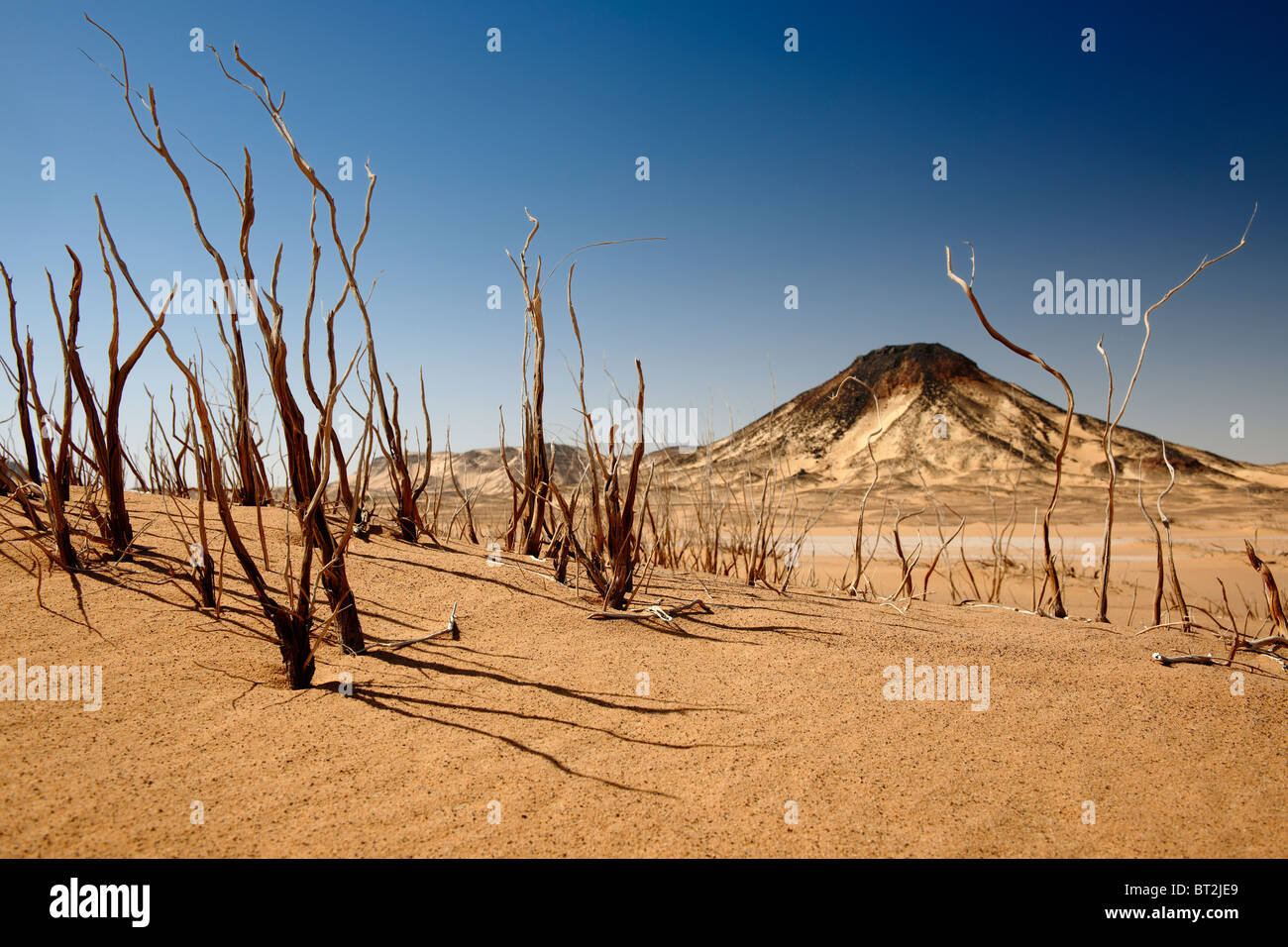 dry branches in black desert, western desert, Egypt, Arabia, Africa ...