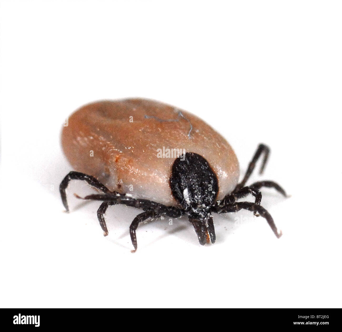 TICK Commonly known as Deer Tick or Sheep Tick they are members of the ...
