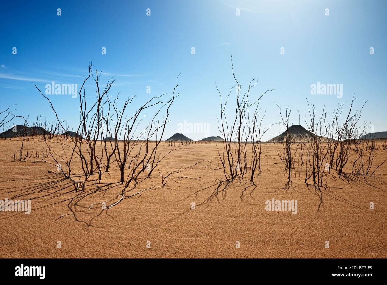dry branches in black desert, western desert, Egypt, Arabia, Africa ...