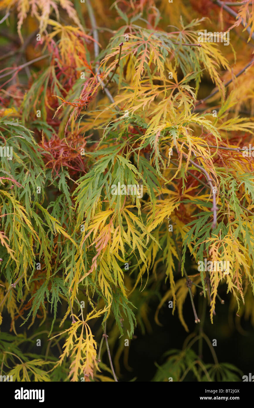 Japanese maple dissectum pot hi-res stock photography and images - Alamy