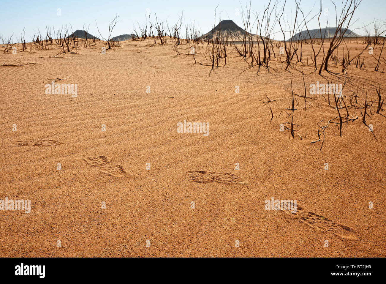 dry branches in black desert, western desert, Egypt, Arabia, Africa ...