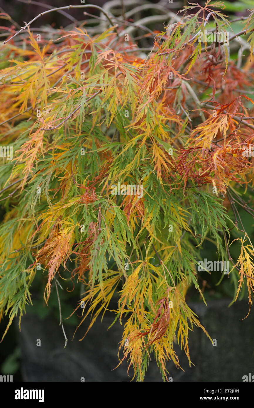 Acer palmatum dissectum atropurpureum hi-res stock photography and ...