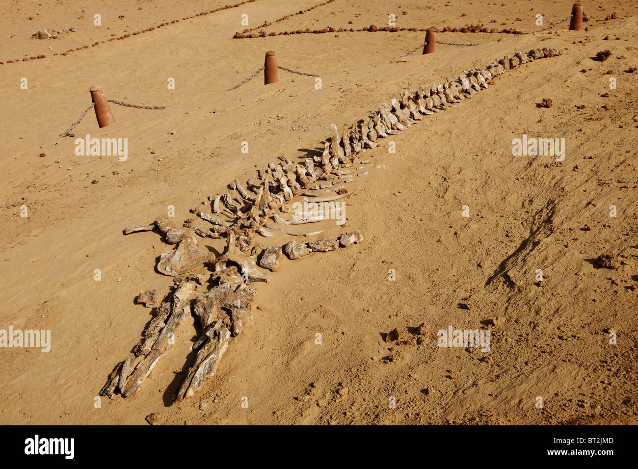 petrified skeleton of a whale, Wadi Hitan, western desert, Egypt ...