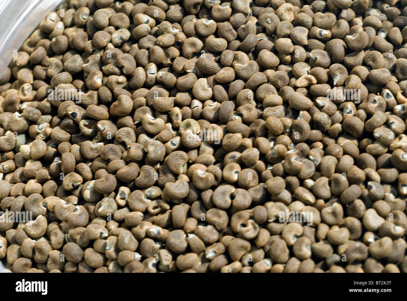 ambretta, seeds of hibiscus abelmoschus plant Stock Photo - Alamy