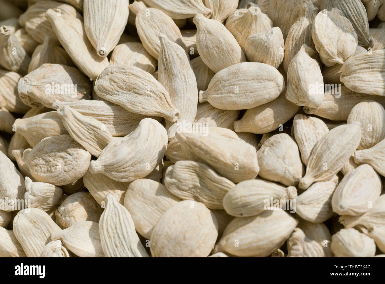 Cardamom tree hi-res stock photography and images - Alamy