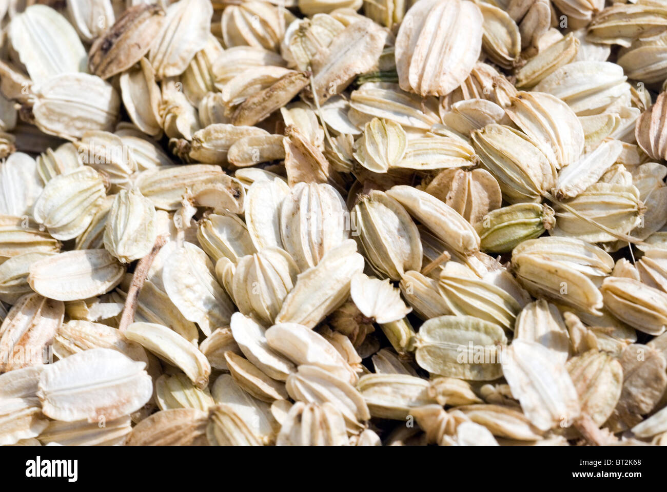dried angelica in the sun Stock Photo - Alamy