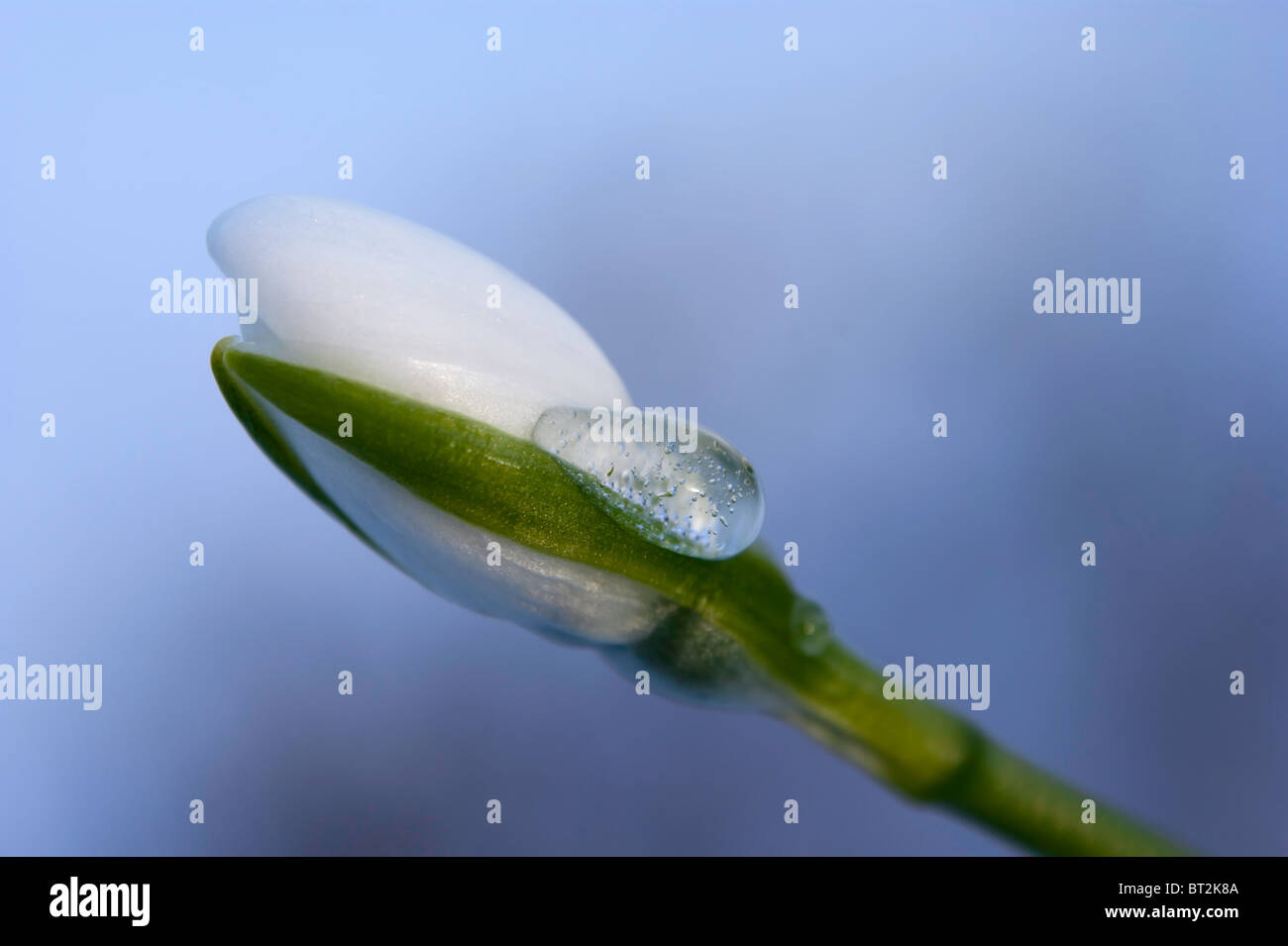 A cold icy snowdrop Stock Photo - Alamy