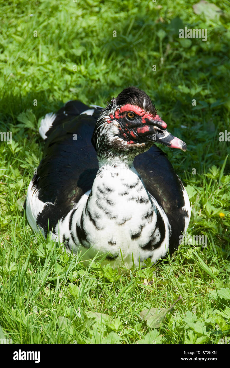 Turkey sitting in grass hi-res stock photography and images - Alamy