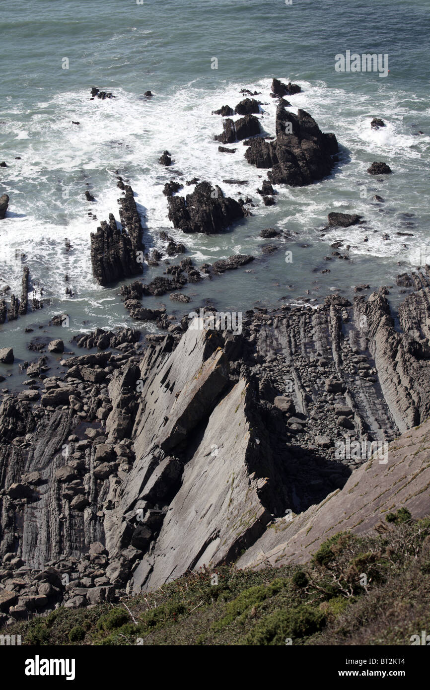 Steeply dipping shale beds of the Bude Formation, Morwenstow, Cornwall ...
