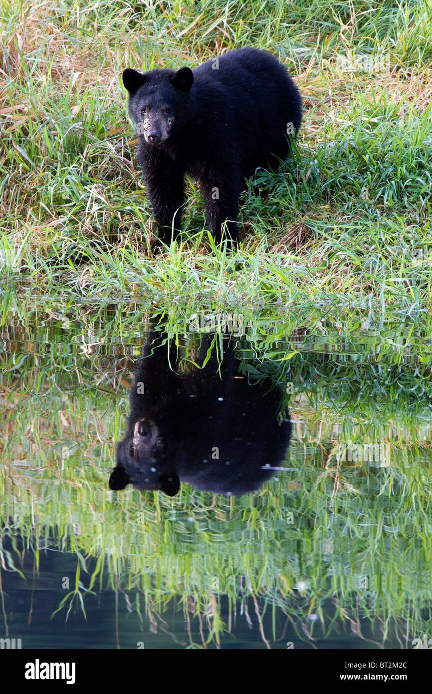 Bear with reflection hi-res stock photography and images - Alamy